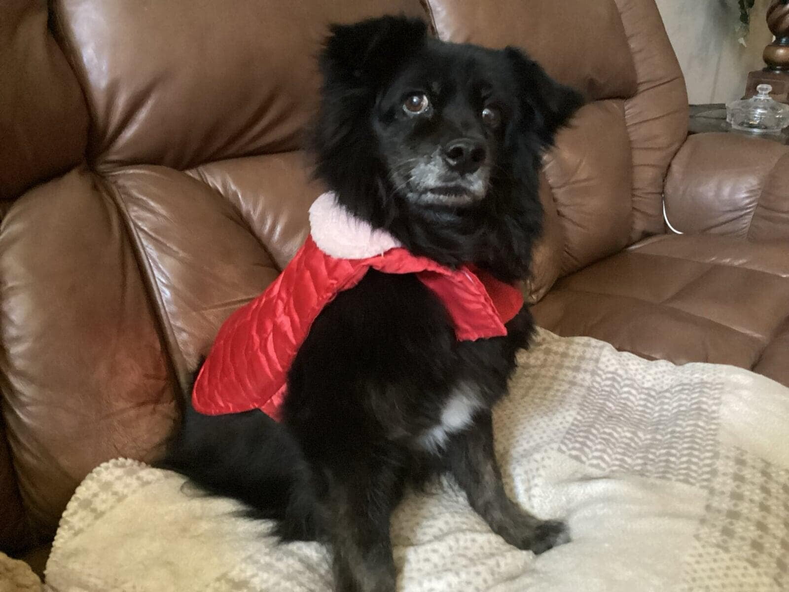 Lizzie The Dog Teaches How To Deal With A Type of Annoying Employee ...